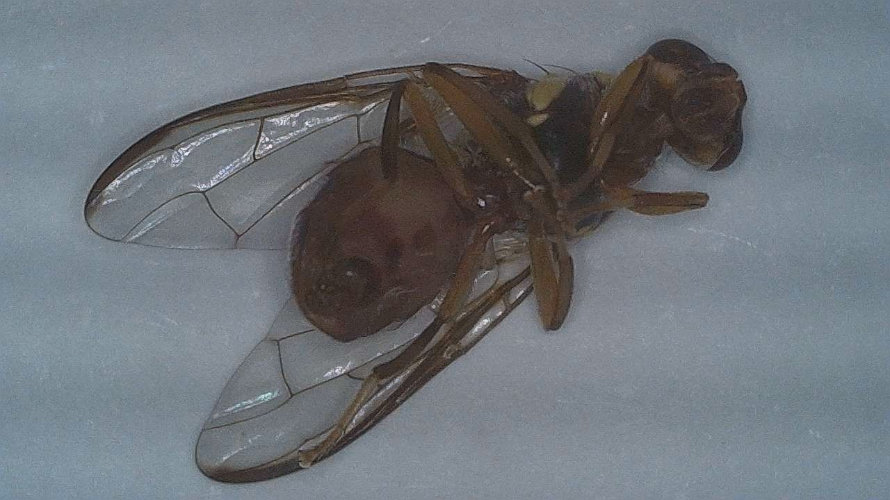 Fly Object Detection Dataset and Pre-Trained Model by How