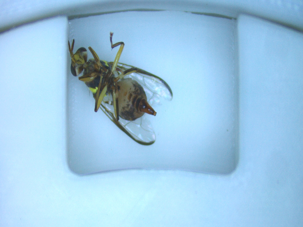 Fly Object Detection Model by How