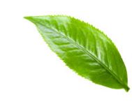 Tea leaves Object Detection Model by leaf detection