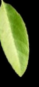 Tea leaf MLC Test1 Classification Dataset and Pre-Trained Model by leaf ...