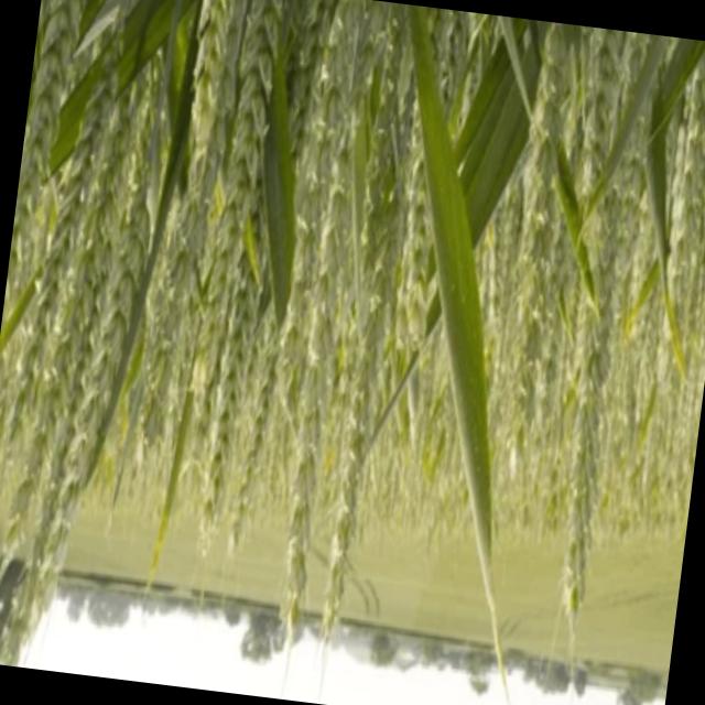wheat stage dedection Object Detection Dataset by smart agricultre