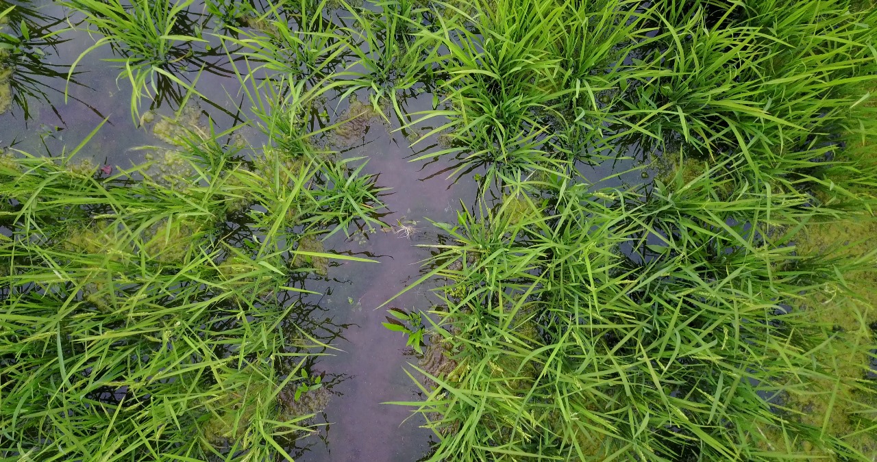 Rice stage detection Object Detection Dataset by smart agricultre