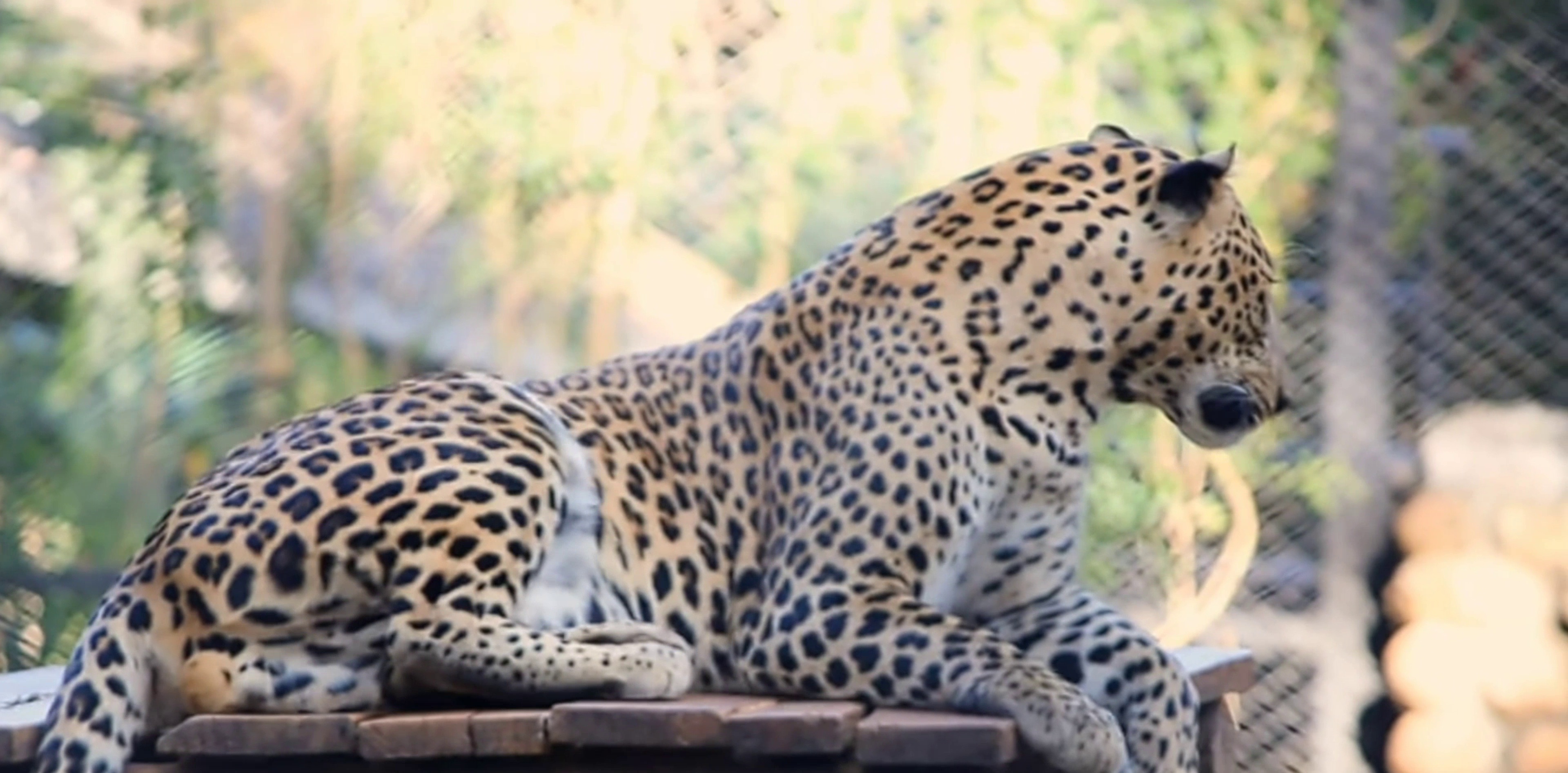 Leopard Object Detection Model by Leopard