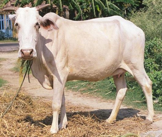 cow breed duplicate Object Detection Dataset by COWBREED