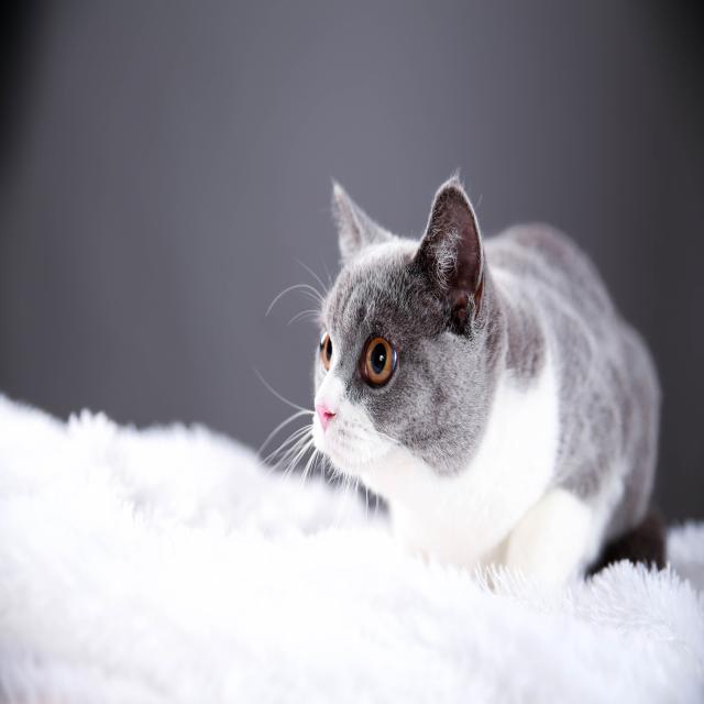 Animals Instance Segmentation Dataset by detectiontutorial