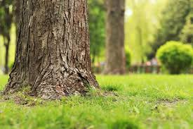 tree detection Object Detection Dataset by Machine learning engineer