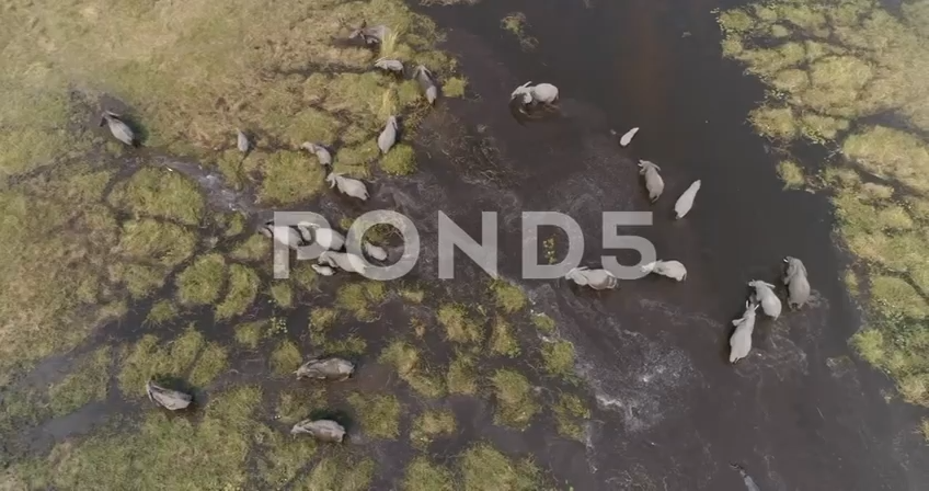 elephant Object Detection Dataset and Pre-Trained Model by vamsi