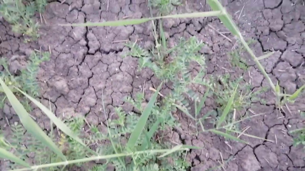 Son Weed Object Detection Dataset By Crowd