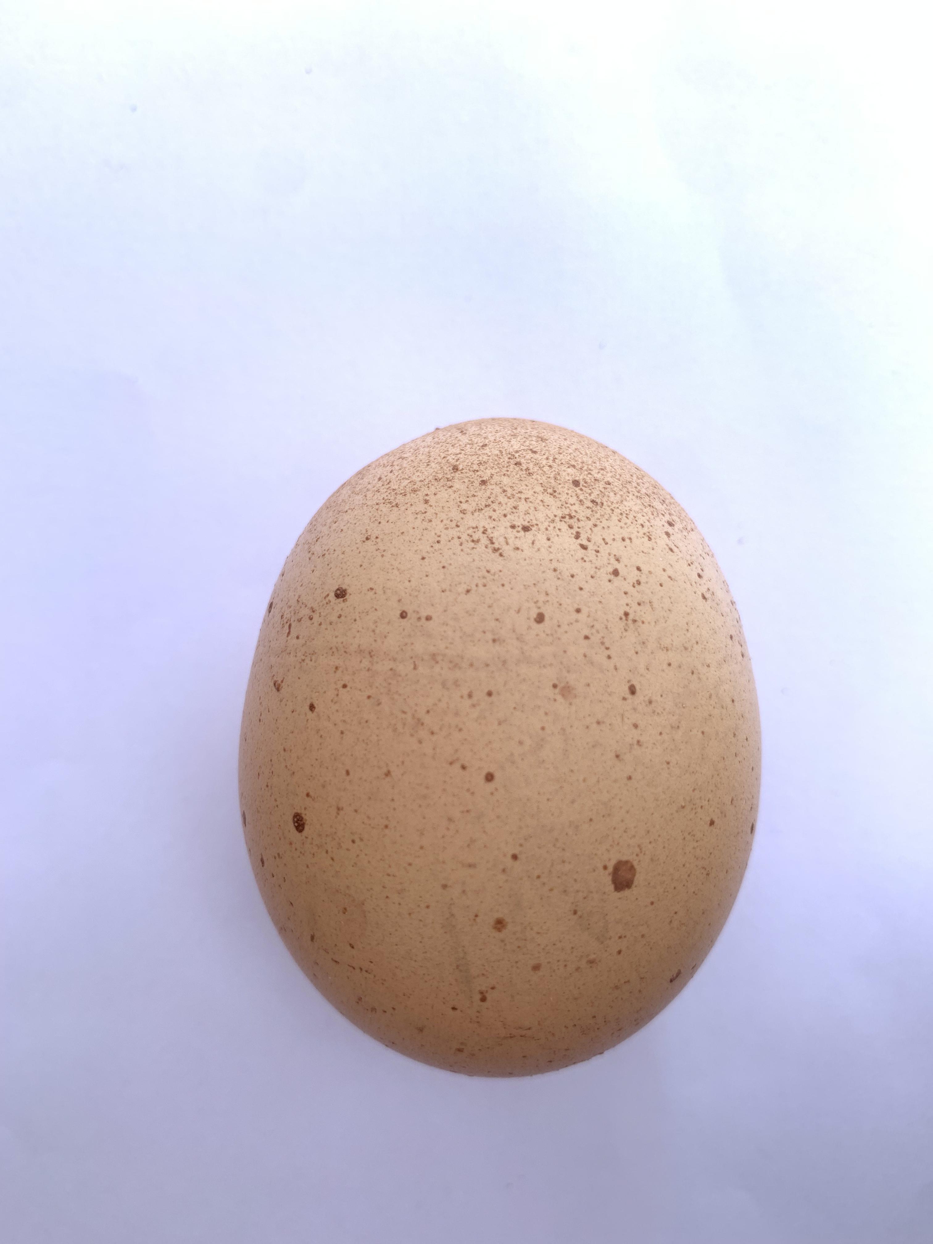 Detection Egg Object Detection Dataset And Pre Trained Model By