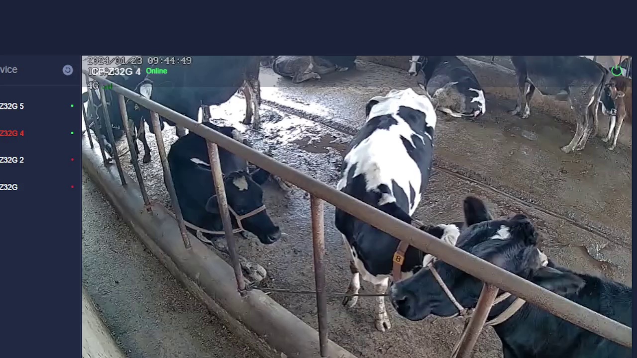 Cow-instant-segment Instance Segmentation Dataset by simarjeet