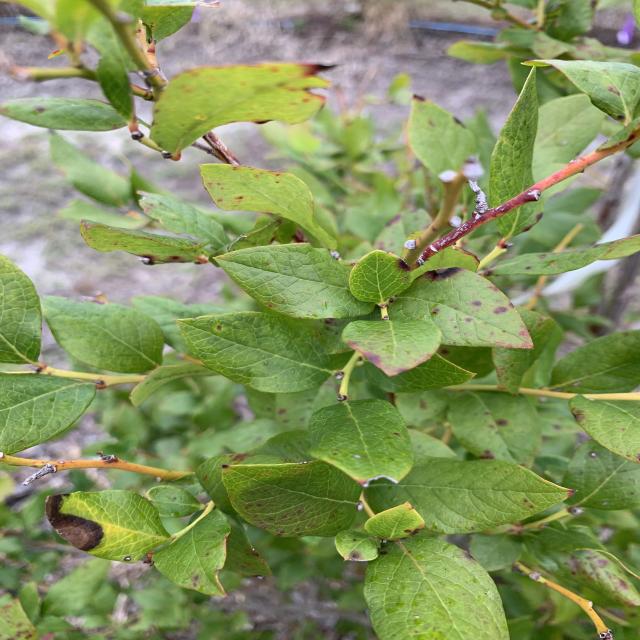 blueberry Instance Segmentation Model by model