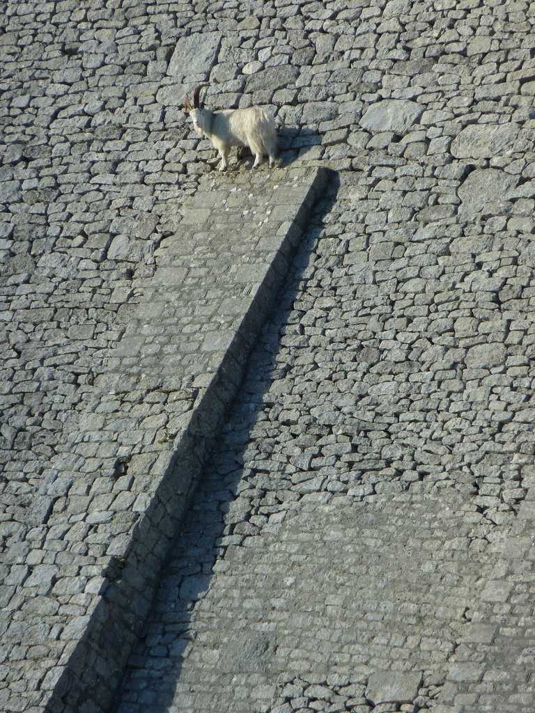 How to Use the Goat_Detection Object Detection API