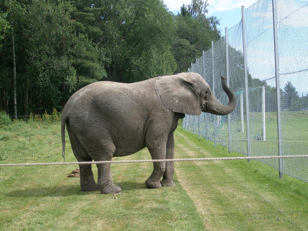 elephant Object Detection Model by Chitsanupong Sukkasem