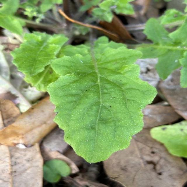 Original_Rotation_All_Weeds Instance Segmentation Dataset by Thesis Weeds