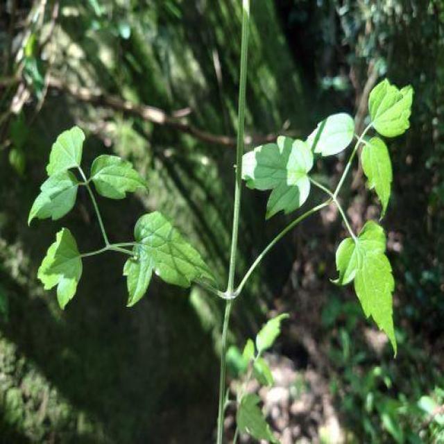 Youngia Rotate Instance Segmentation Dataset by Thesis Weeds