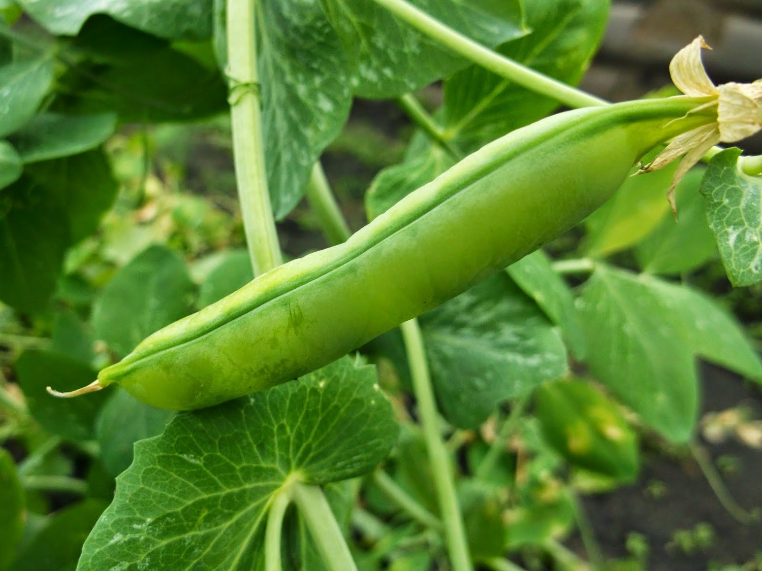 yolov5 Object Detection Dataset and Pre-Trained Model by wrkspc1