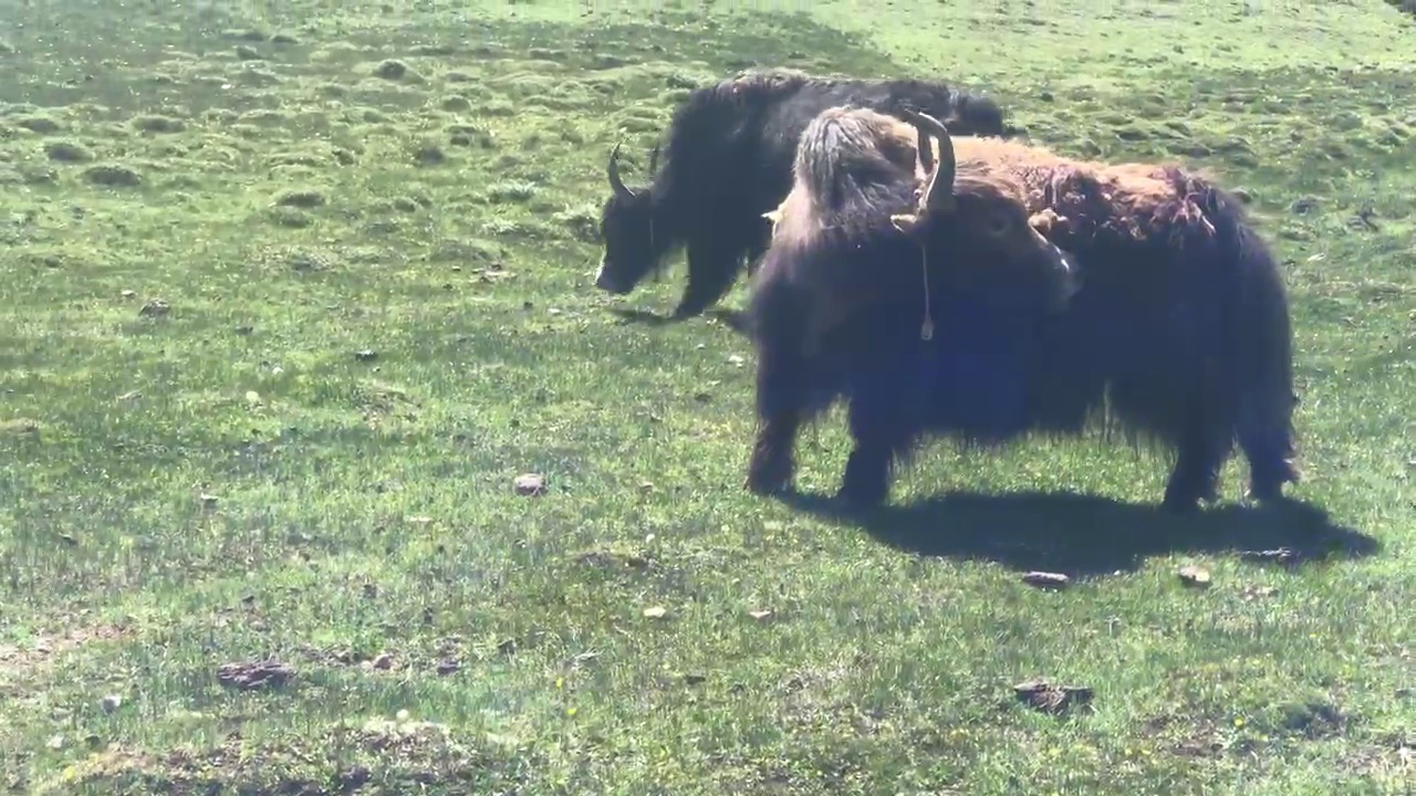 dasdasdas Object Detection Dataset by dsadasdsadas