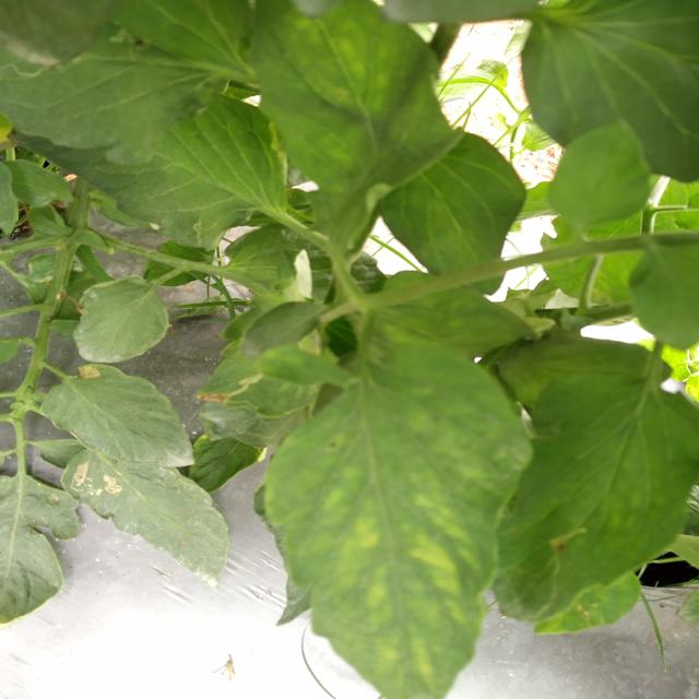 my project 7 - Roboflow Universe