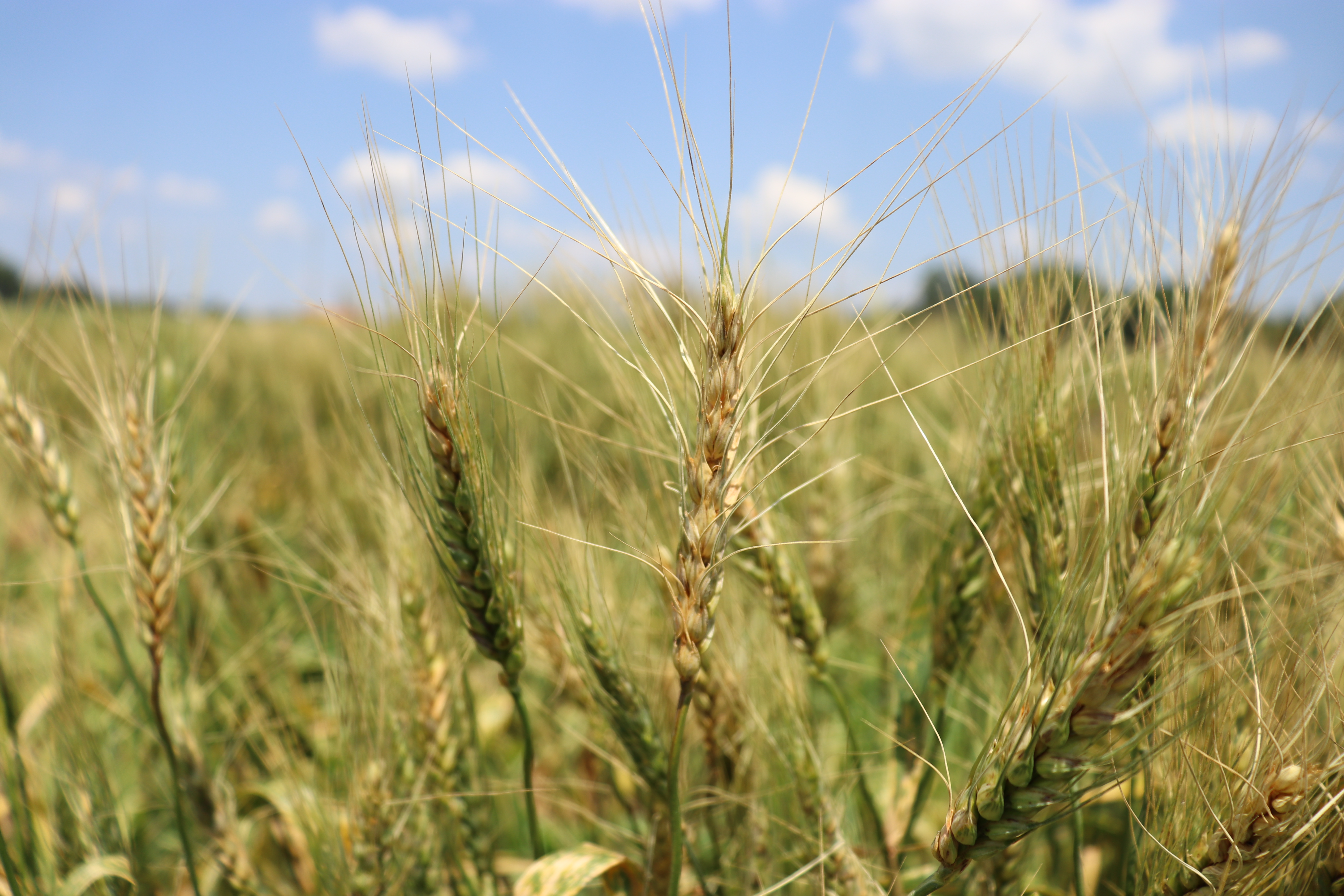 wheat Object Detection Dataset by WHEAT RESEARCH