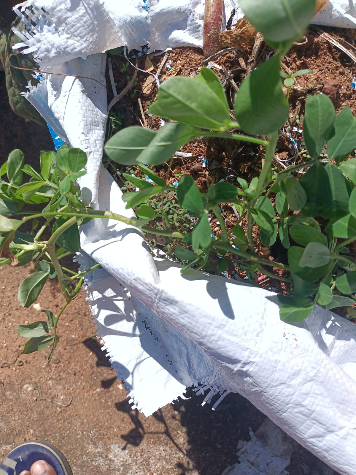 How to Use the groundnut plant detection Object Detection API