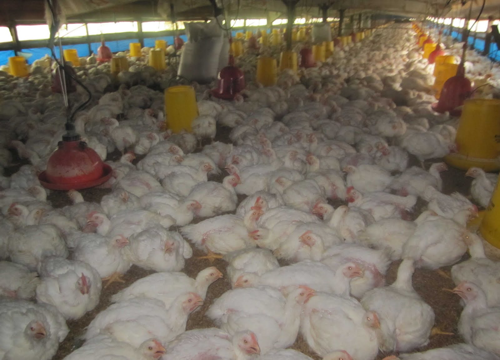 chicken count Object Detection Model by chick
