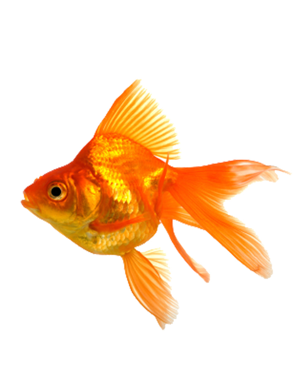 healthy goldfish Object Detection Model by University of Jeddah