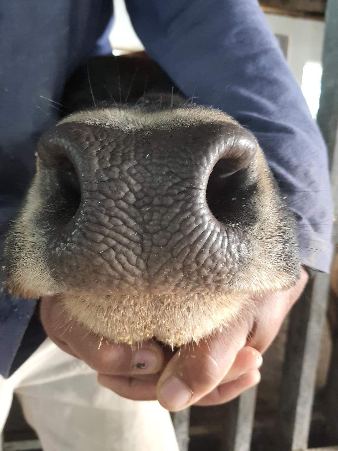 IDR-PR Cattle Muzzle Object Detection Dataset (v6, 2-class 60-20-20 ...