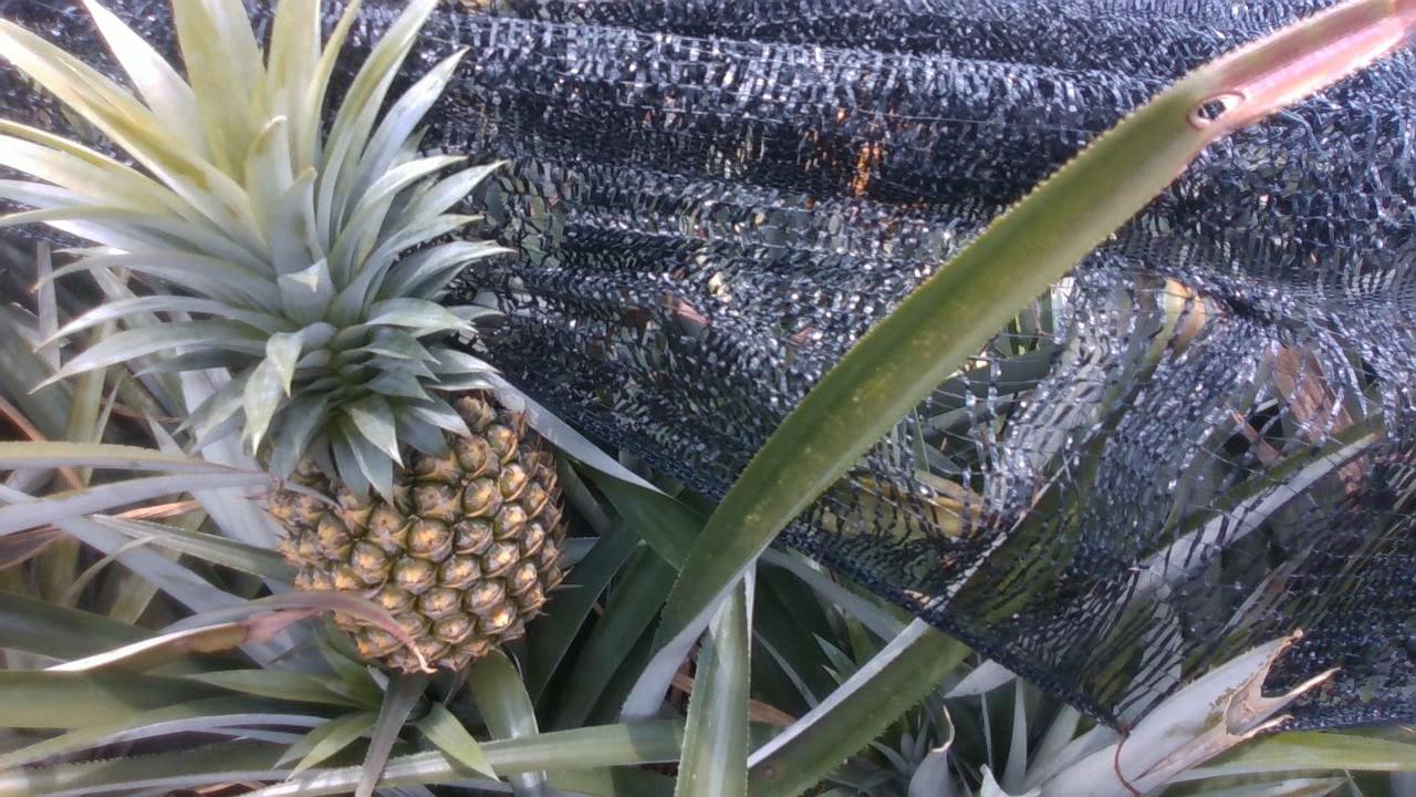 pineapple Instance Segmentation Dataset by NCYU 2