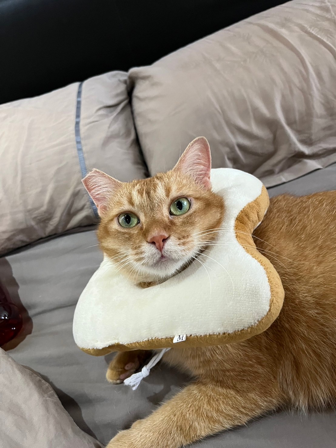 cat (cat-sguw9) - Roboflow Universe