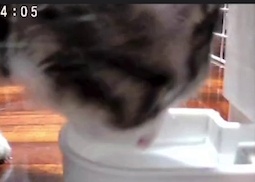 ching's cat Object Detection Dataset by cat