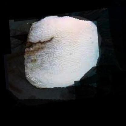 health of coral reef Object Detection Dataset by AppLab