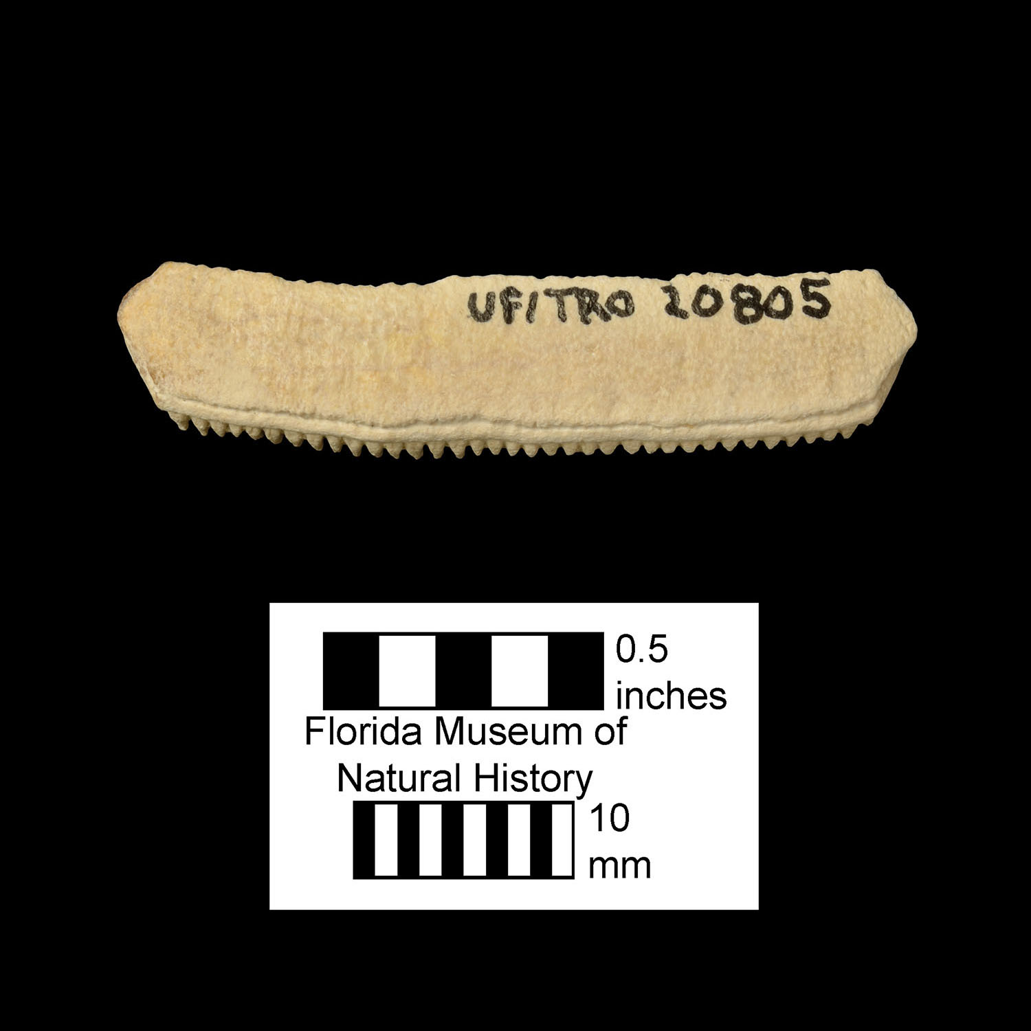 Shark Tooth Identification Object Detection Dataset and Pre-Trained Model by ENST Lab