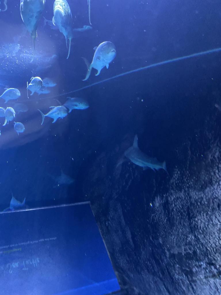 Aquarium object Object Detection Dataset and Pre-Trained Model by fish