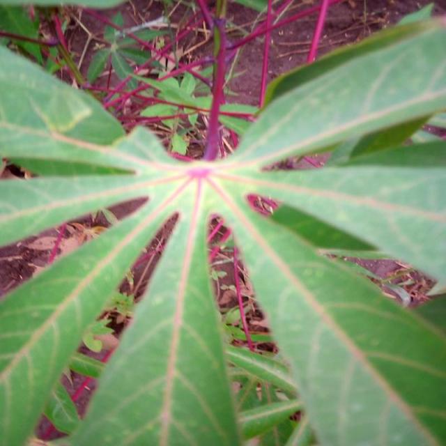 Detect Sum Merge Object Detection Dataset By P1