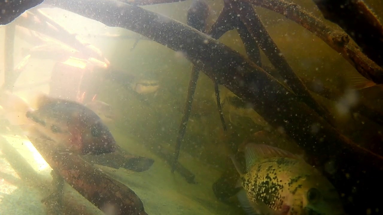 Fish (fish-vnfmj) - Roboflow Universe