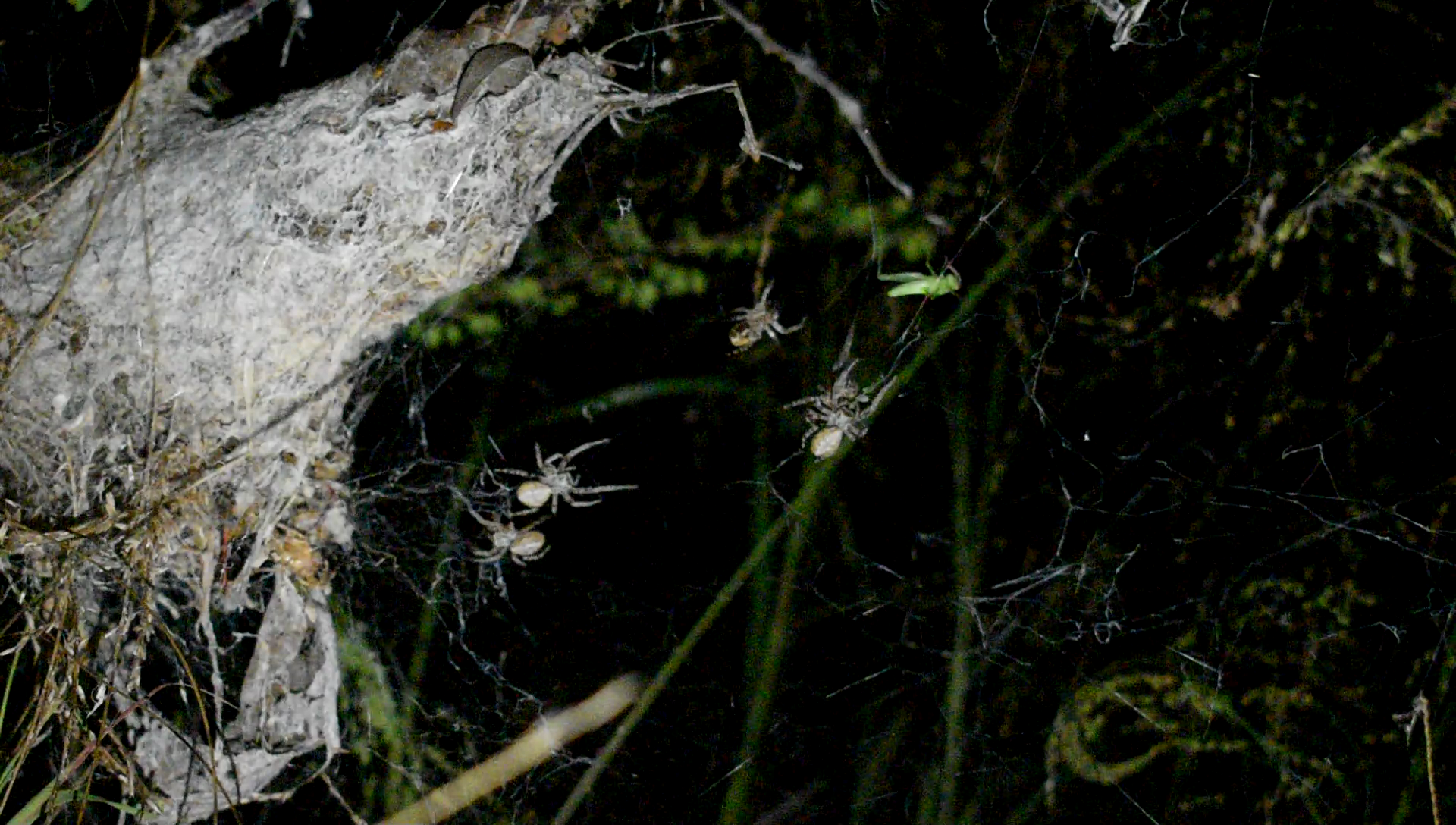 Spider Detection Testing - Roboflow Universe