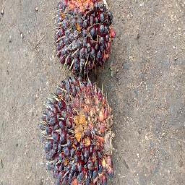 Palm Oil Ripeness Object Detection Dataset By Fingerdetecting