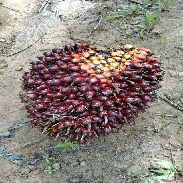 kelapa sawit gabung Object Detection Dataset by projek kelapa sawit