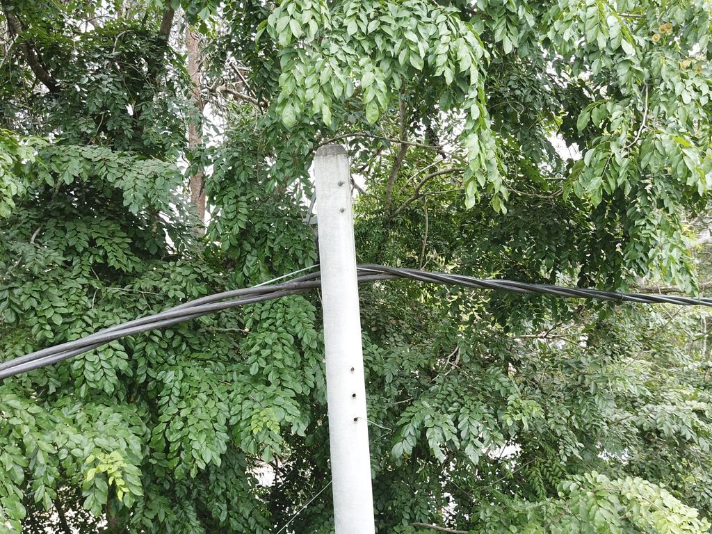 Rentis Danger Tree Object Detection Dataset by Nurazrin