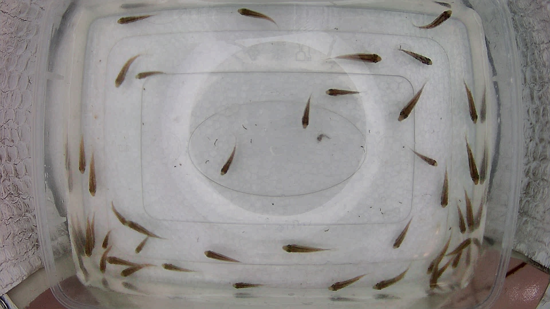 Benih Ikan Object Detection Dataset And Pre Trained Model By Benihikan