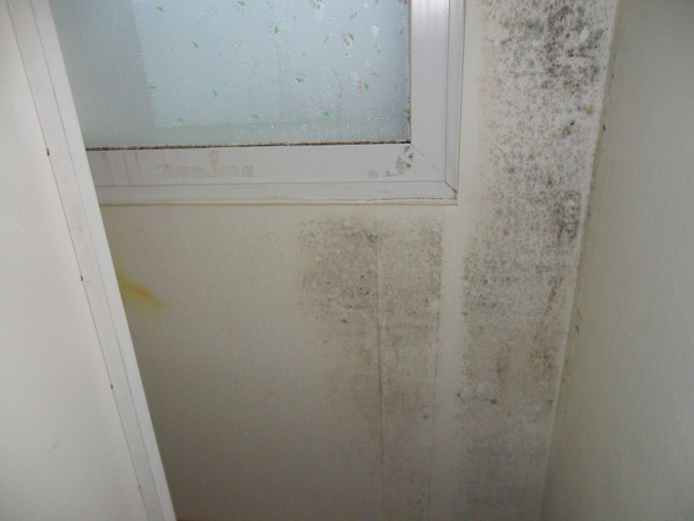 AV-molds Object Detection Dataset by AssuraLabs