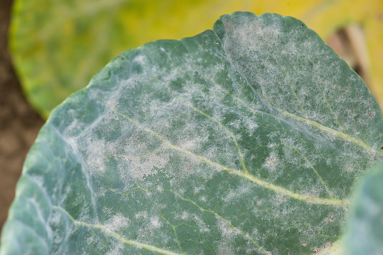 AquaponicsG5 - Roboflow Universe