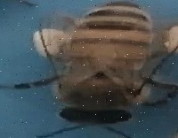 andrew (andrew-8mhqh) - Roboflow Universe