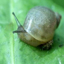 Tulsi Classification Model by Vansh