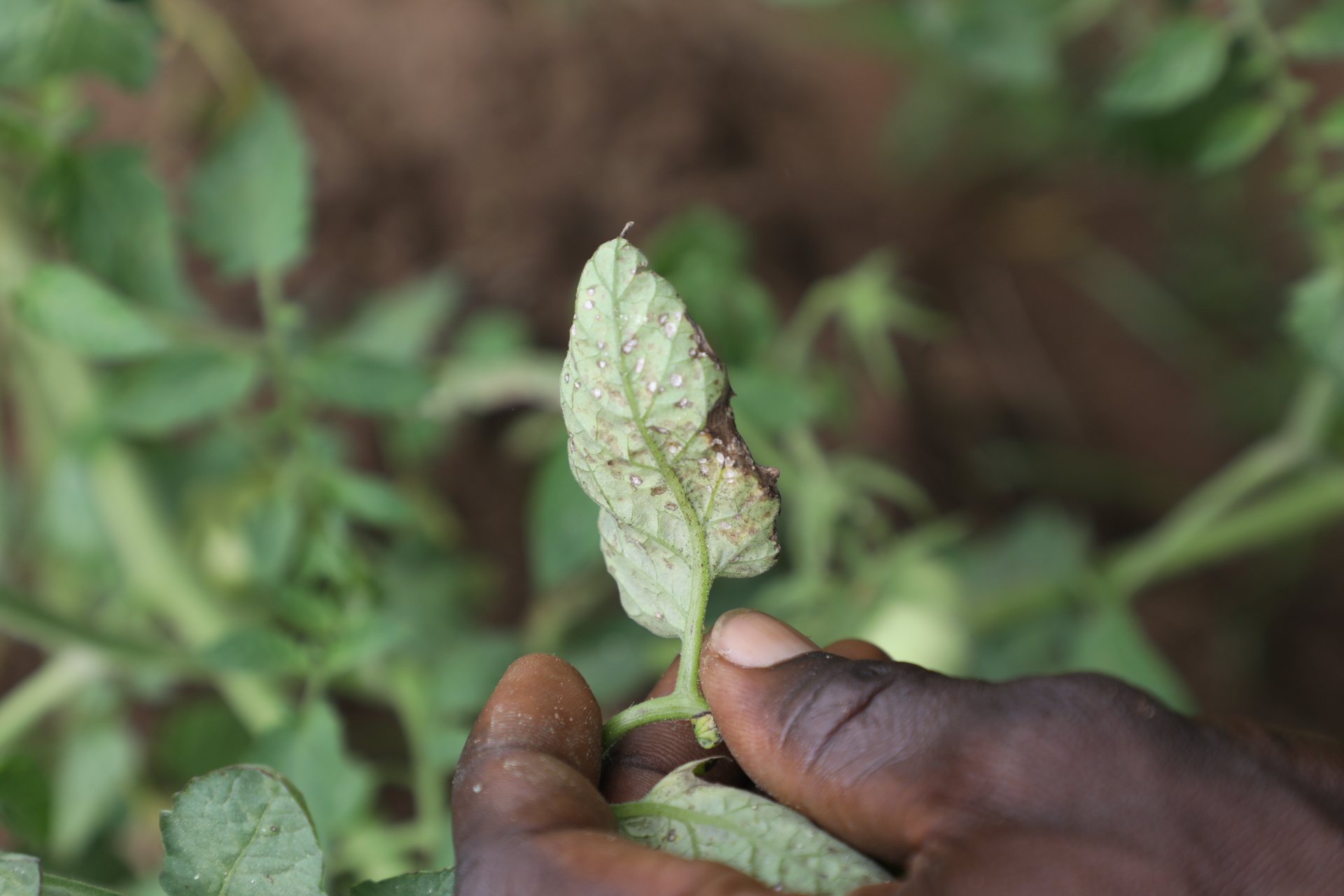 Tomato Classification Model by Vansh