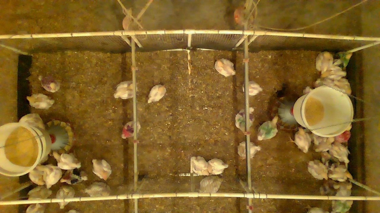 Hen Detection Object Detection Model By Eggdetection