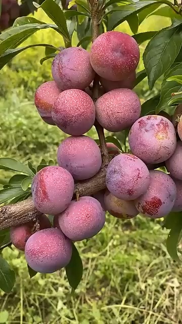 mango (mango-2pwwy) - Roboflow Universe