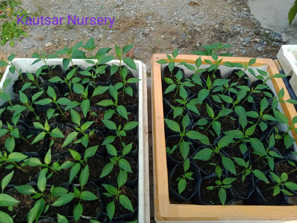 Rispro LPDP - Roboflow Universe