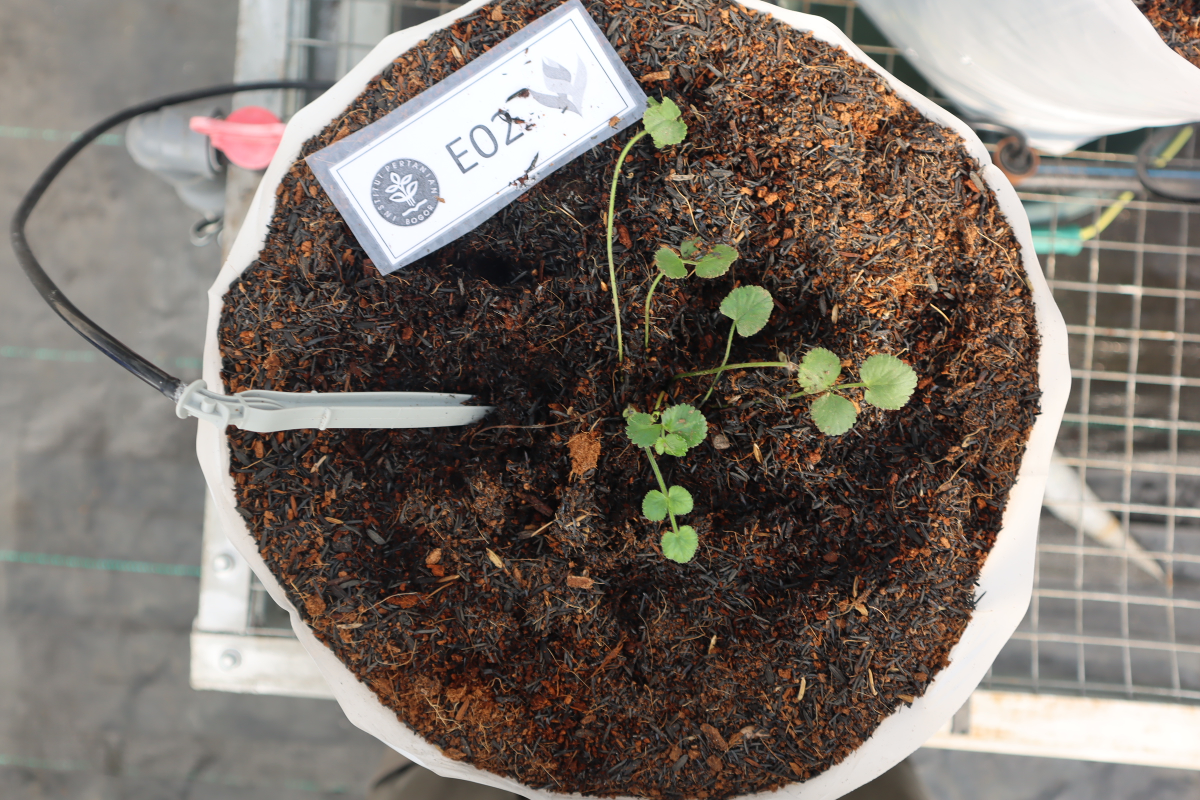 20220715 Object Detection Dataset and Pre-Trained Model by Rispro LPDP