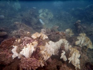 Coral Reef Datatset Object Detection Dataset by presidency university